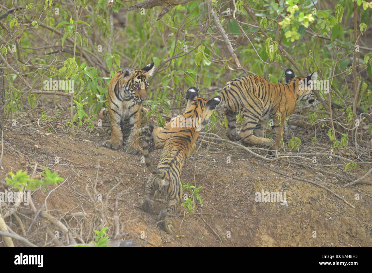 Tiger in bushes hi-res stock photography and images - Alamy