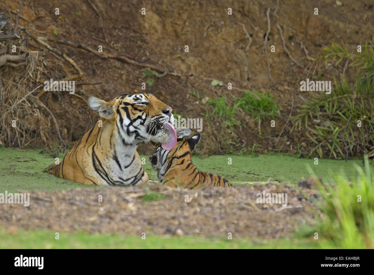 Tiger grooming cubs hi-res stock photography and images - Alamy