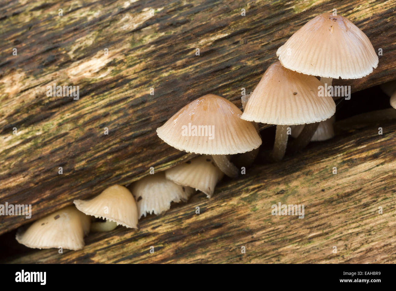Mycena species fungi growing on decaying wood of a sweet chestnut tree ...