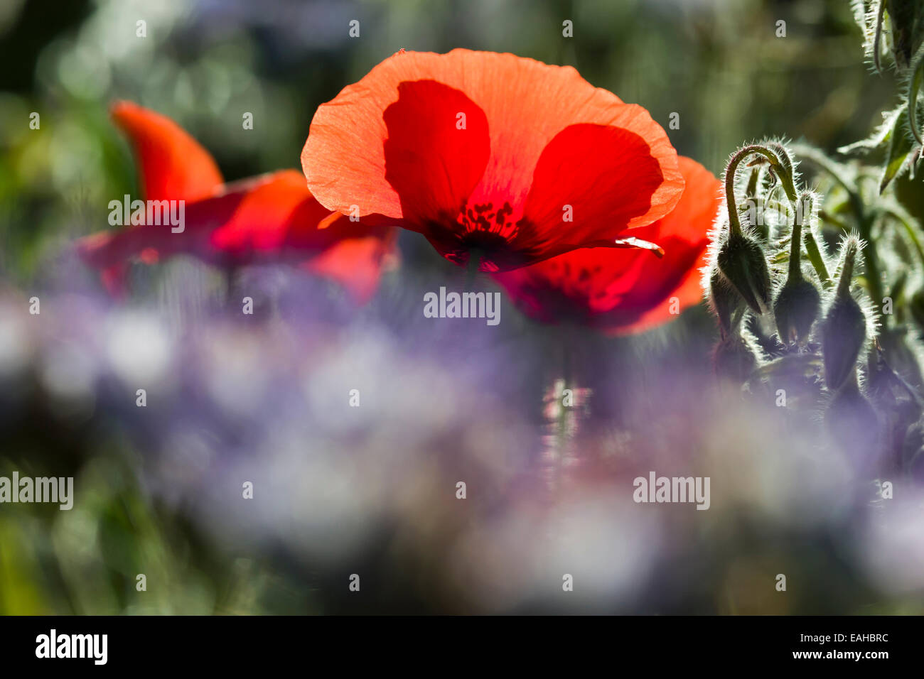 Common poppy (Papaver rhoeas) growing in arable field of wild seed ...