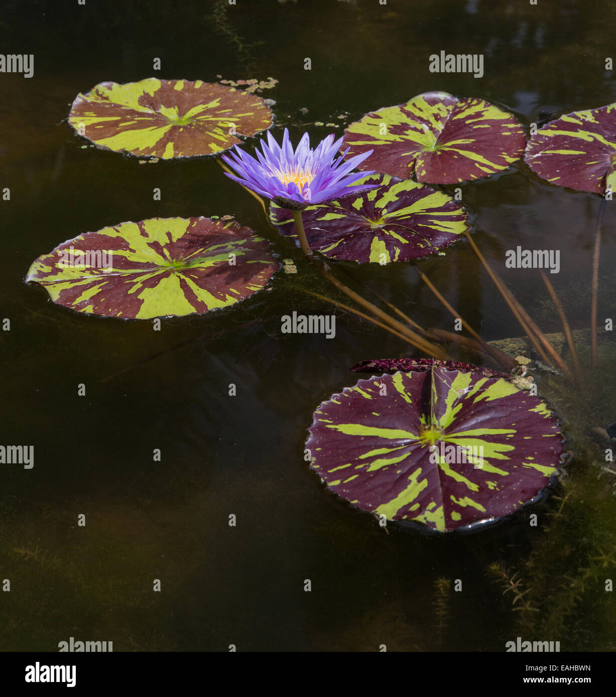 Water Lilies floating on a small lake Stock Photo - Alamy