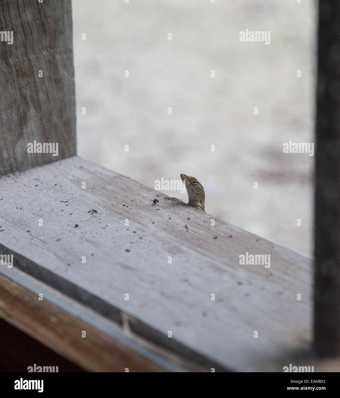 A small gecko raises its head above the window ledge and peeps inside ...