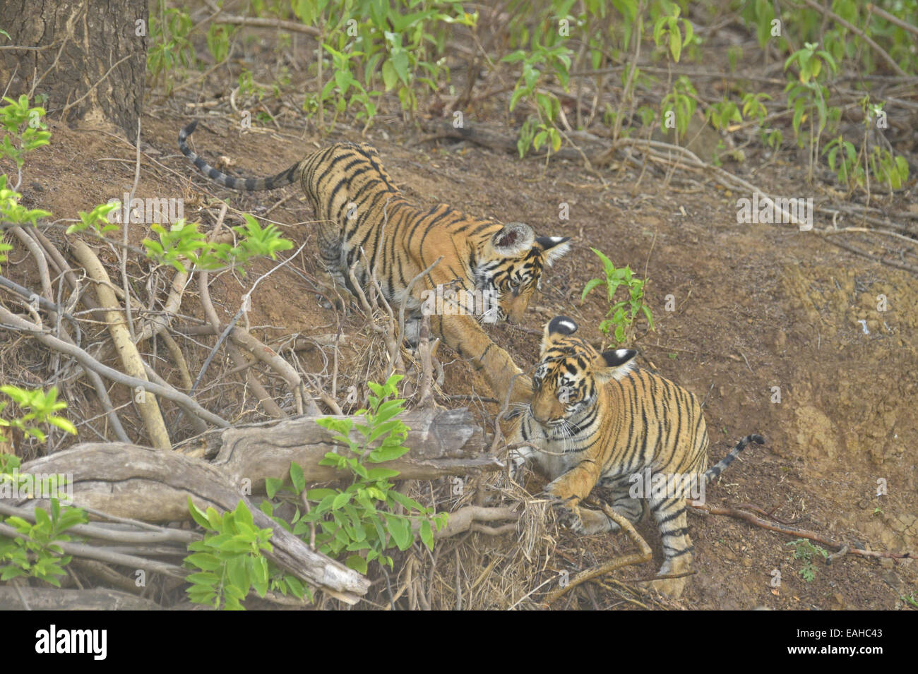 Young Indian Tiger cubs playing in the bushes in Ranthambore Stock ...