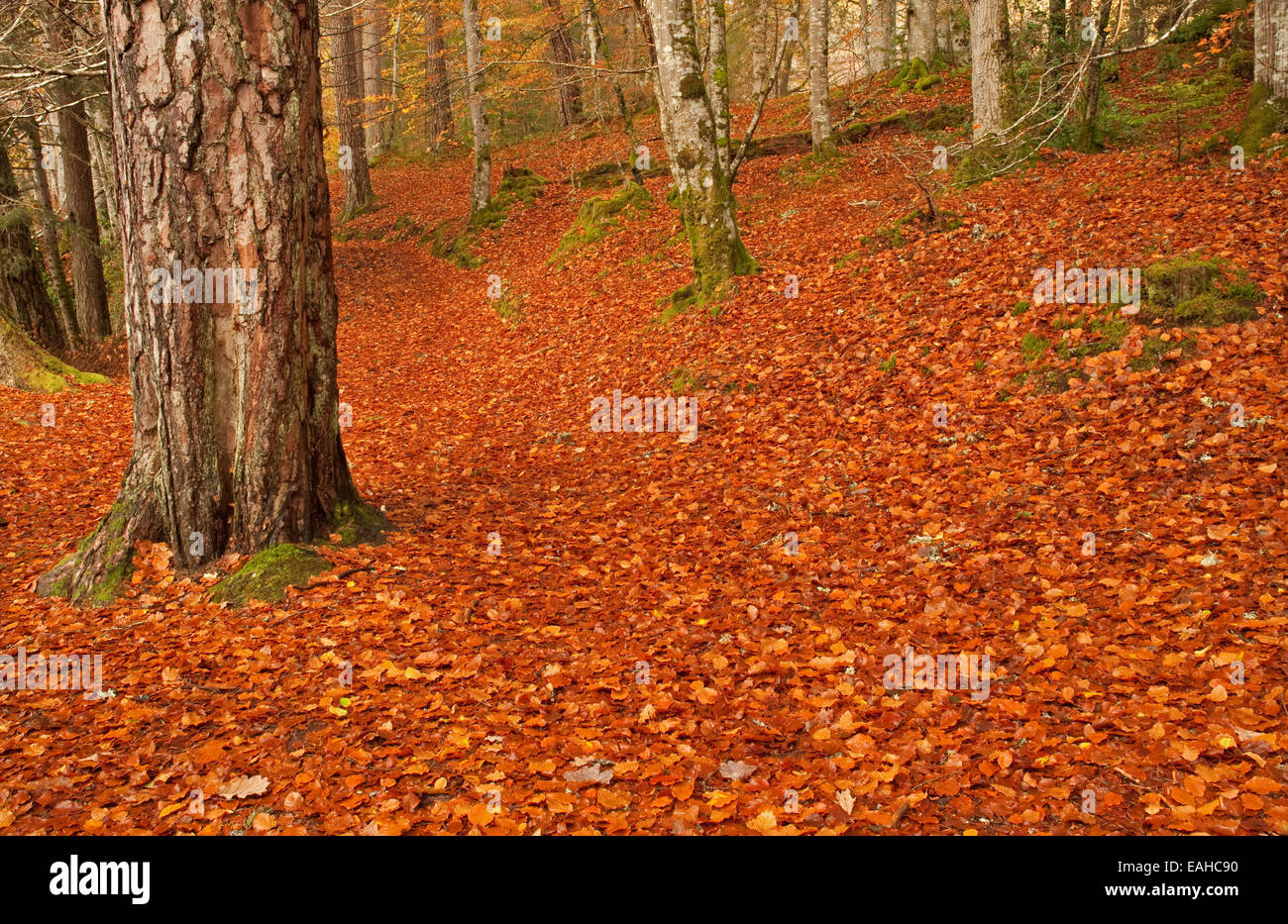 Beech and Pine Woodland in Autumn Stock Photo - Alamy