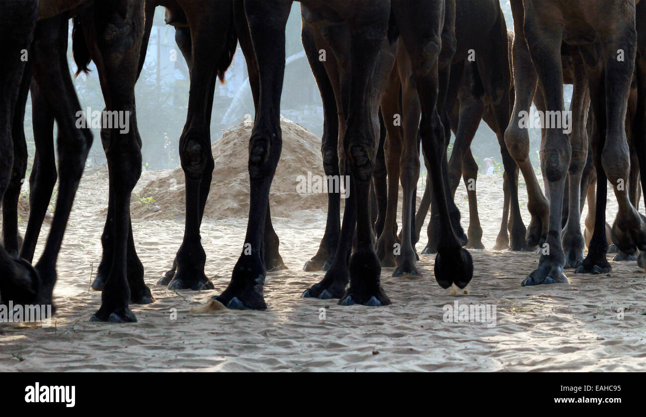 Camels foot hi-res stock photography and images - Alamy