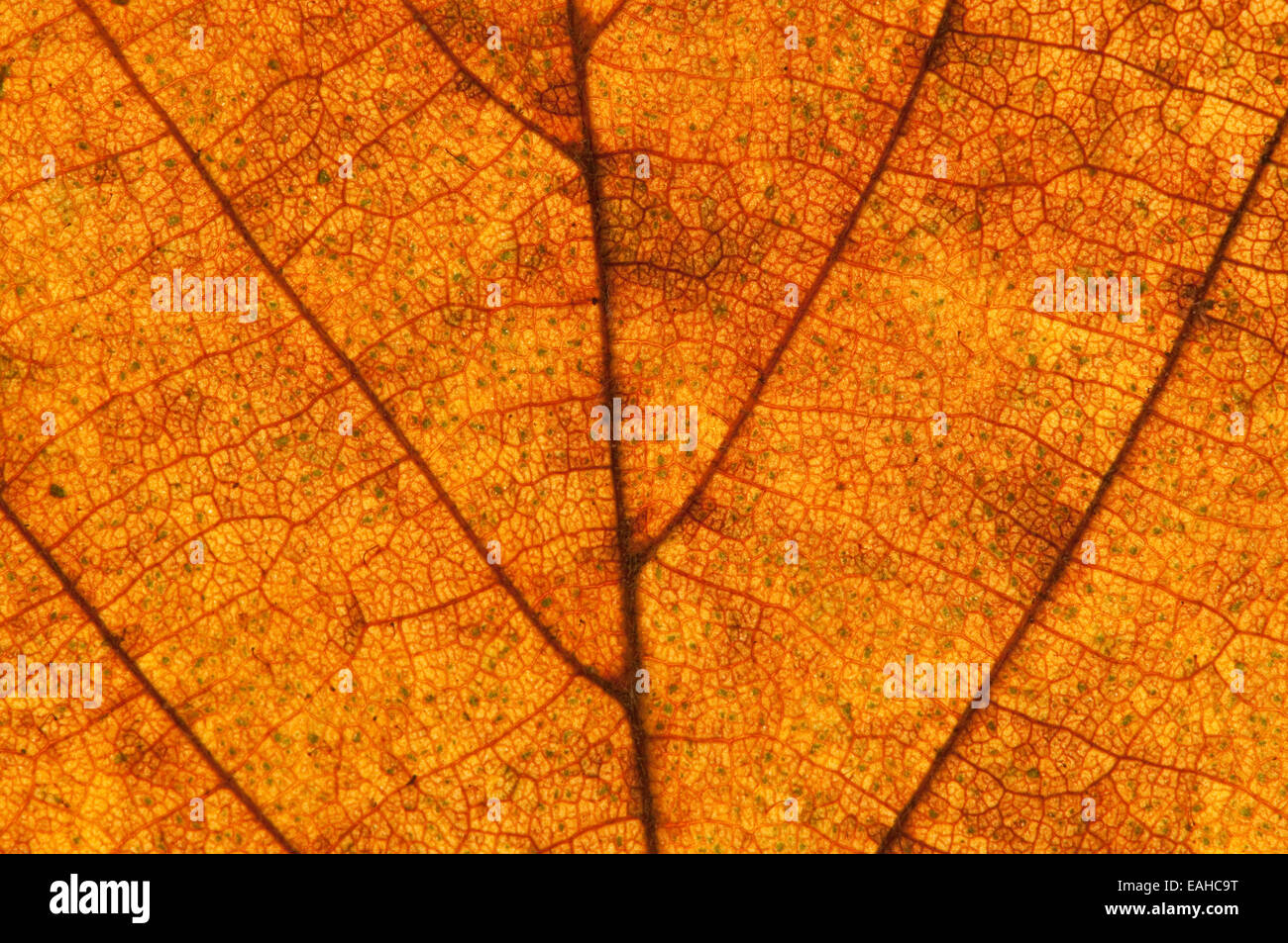 Hazel tree leaf hi-res stock photography and images - Alamy