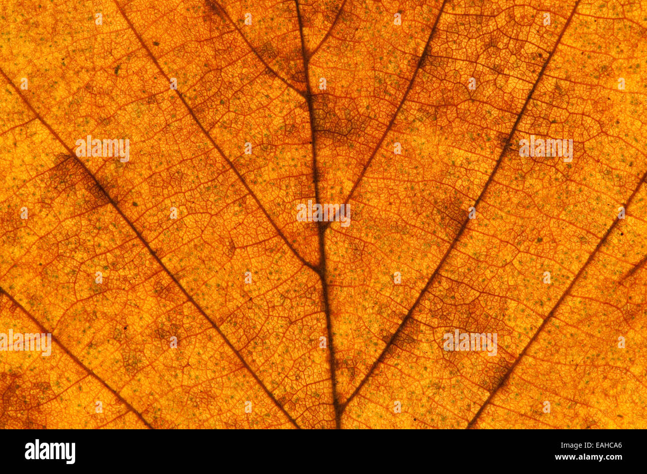 Common hazel tree hi-res stock photography and images - Alamy