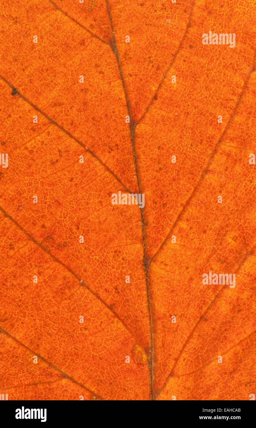 An autumn leaf of the common hazel hi-res stock photography and images ...