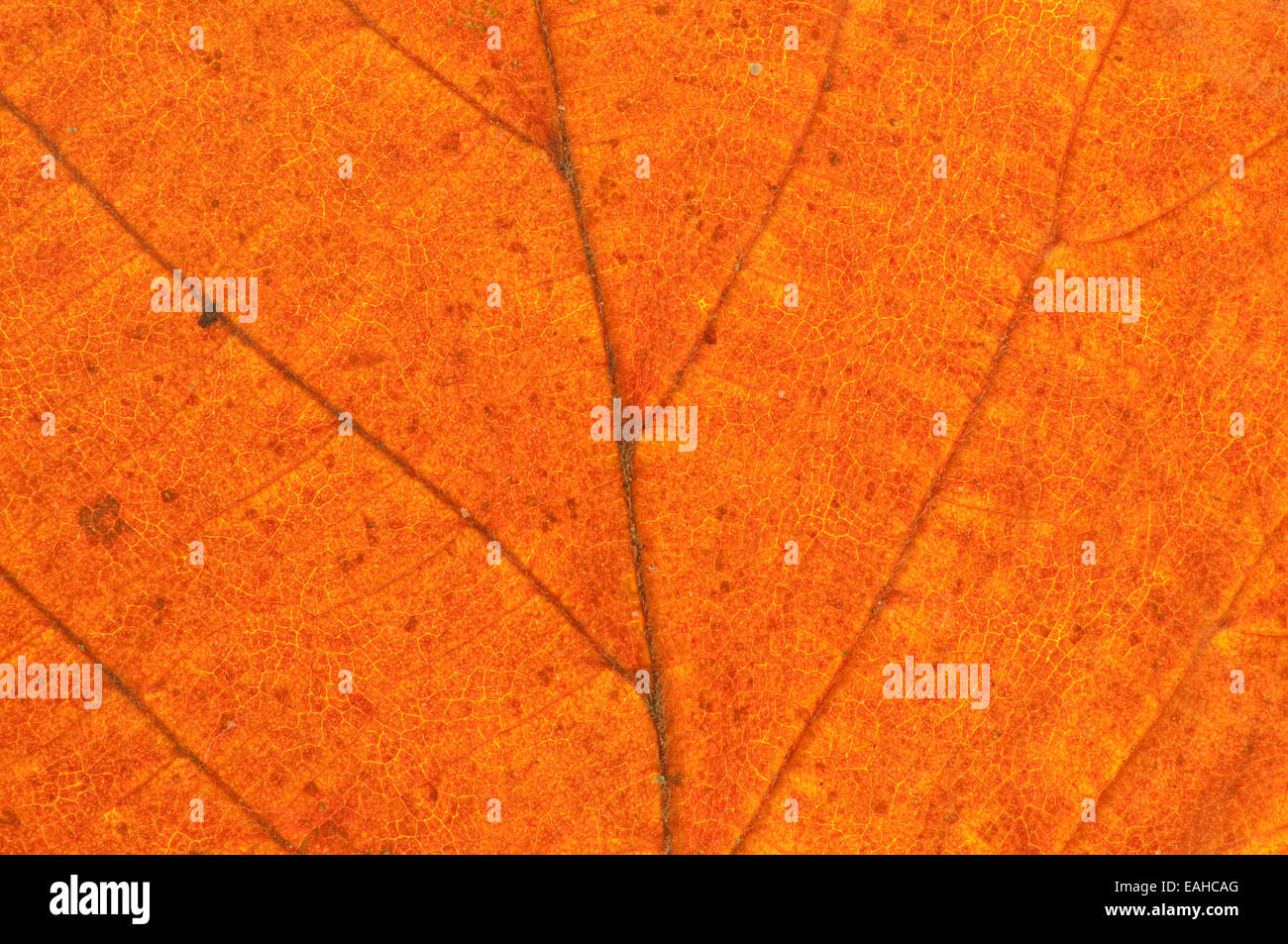 Detail of a Common Hazel Tree Leaf in Autumn Stock Photo - Alamy