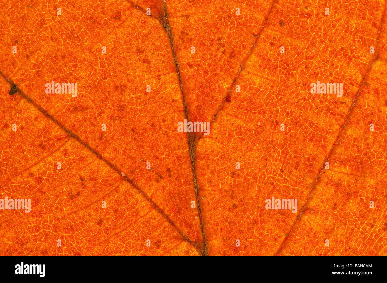 Common hazel tree hi-res stock photography and images - Alamy
