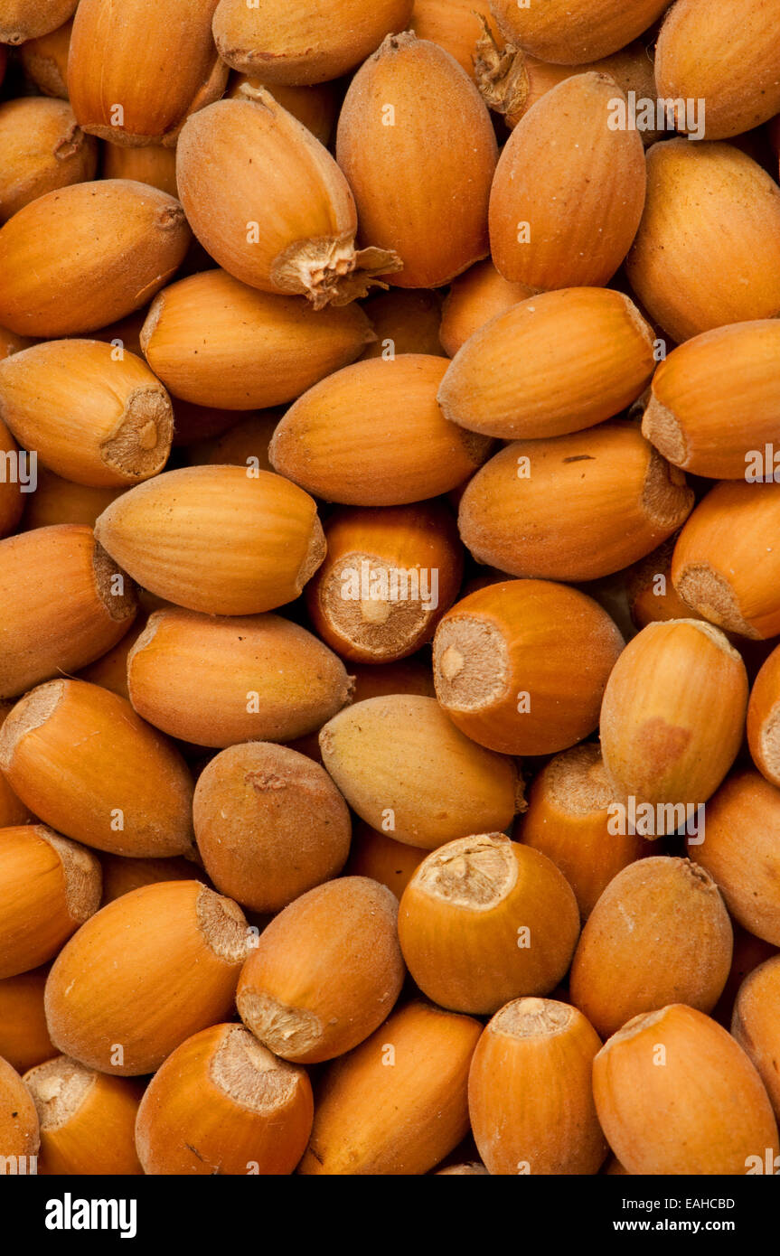Hazel nuts uk hi-res stock photography and images - Alamy