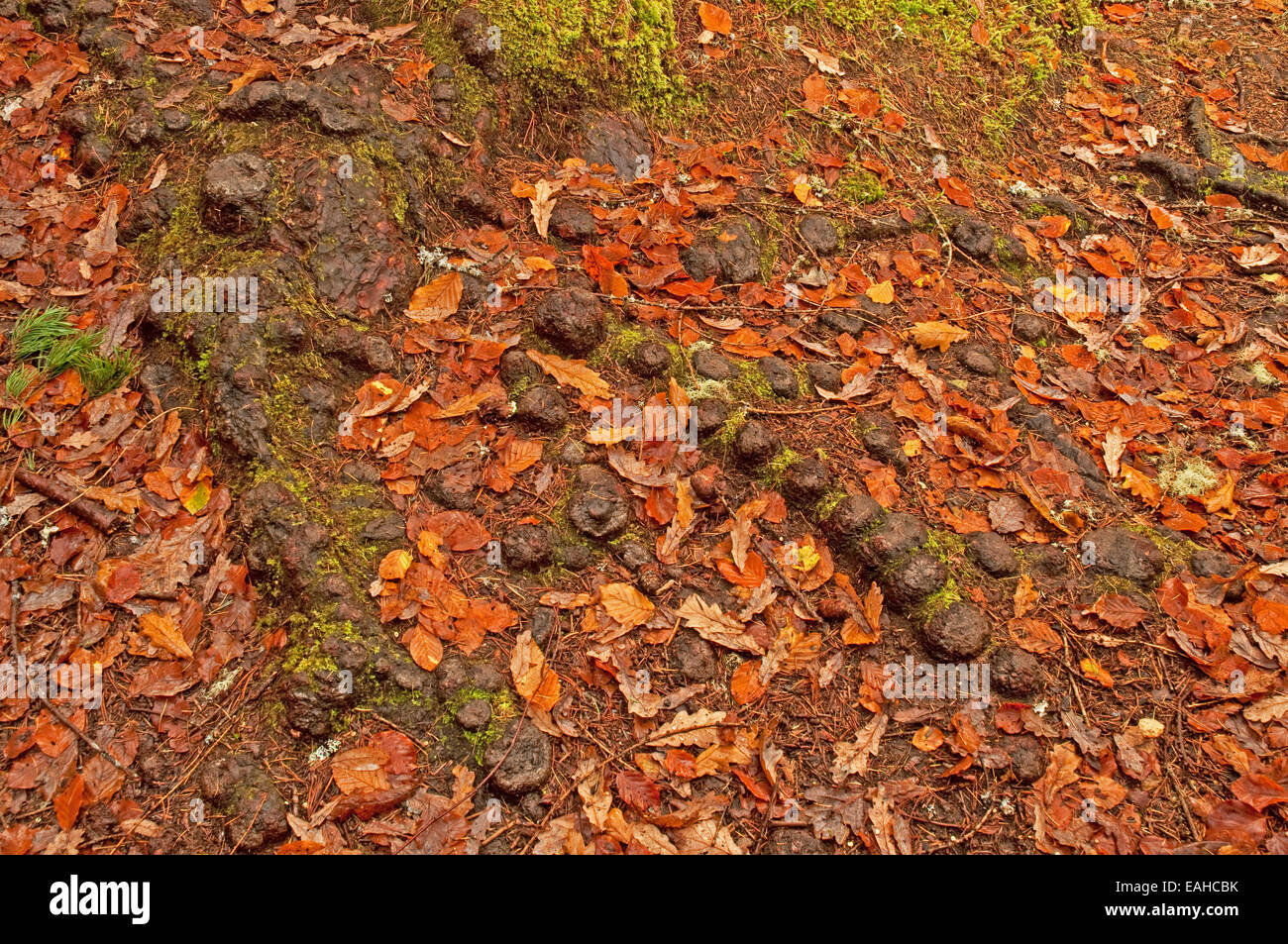 Pine Tree Roots in a carpet of Autumn Beech and Oak leaves Stock Photo ...