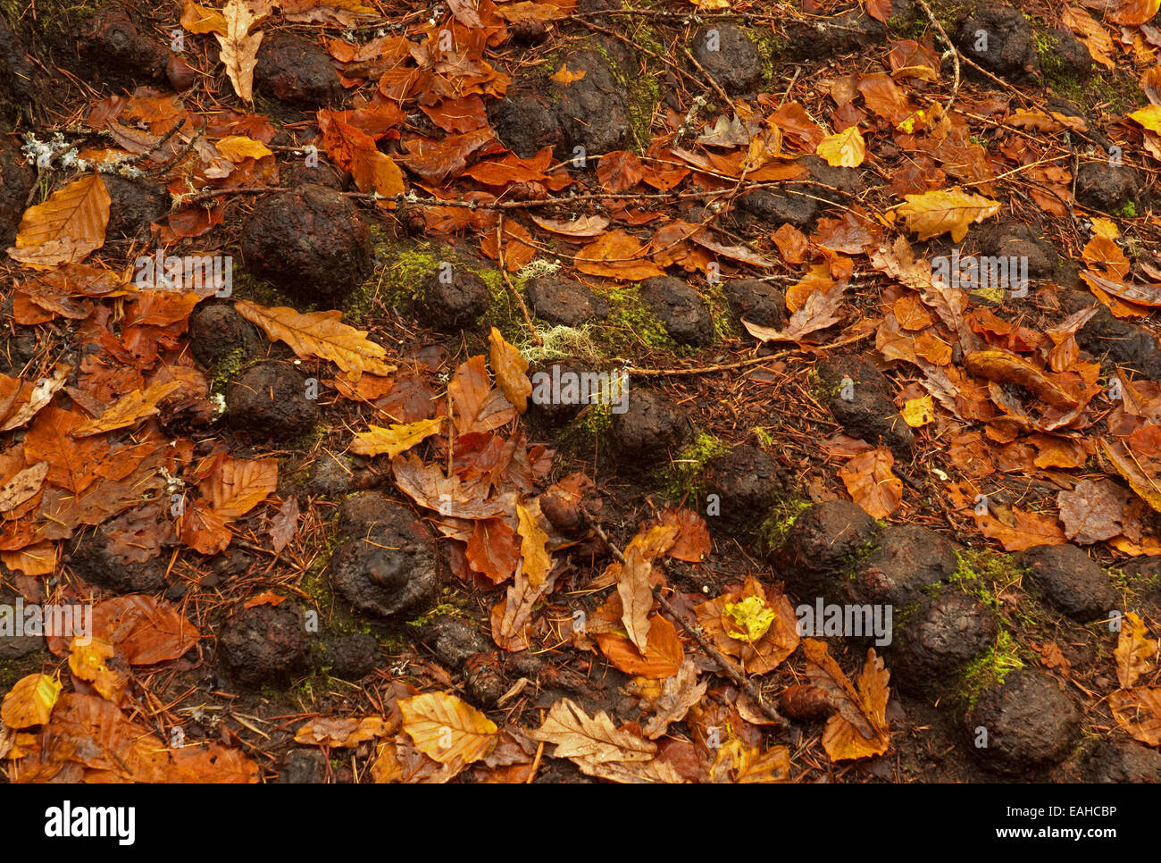 Pine Tree Roots in a carpet of Autumn Beech and Oak leaves Stock Photo ...