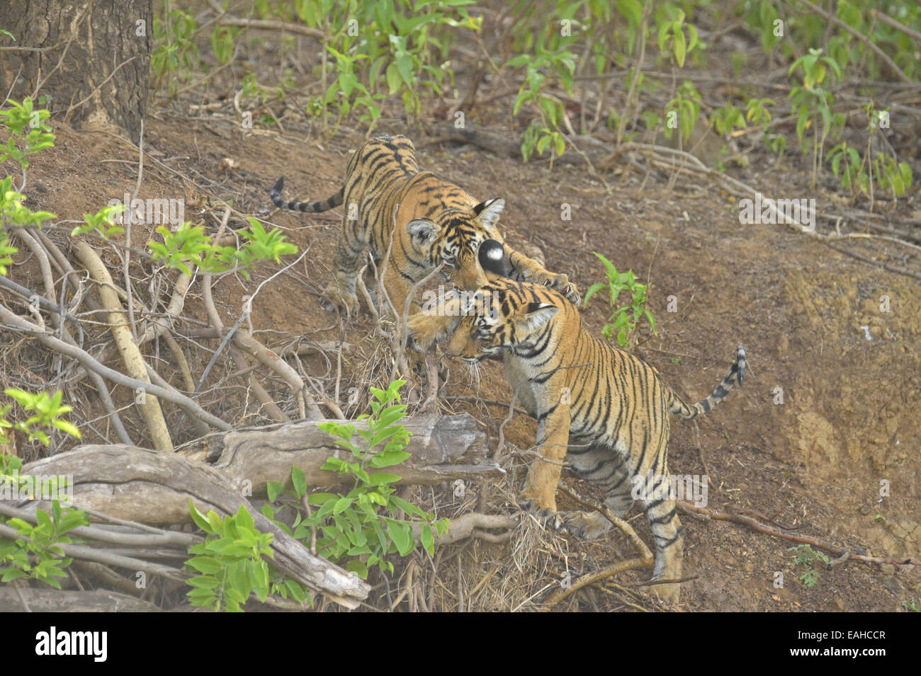 Young Indian Tiger cubs playing in the bushes in Ranthambore Stock ...
