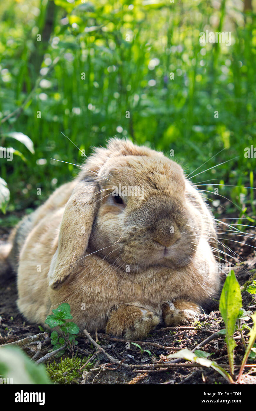 a rabbit is in the shade under a tree Stock Photo - Alamy