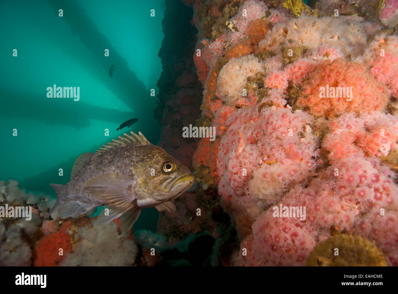 Oil rig and underwater hi-res stock photography and images - Alamy