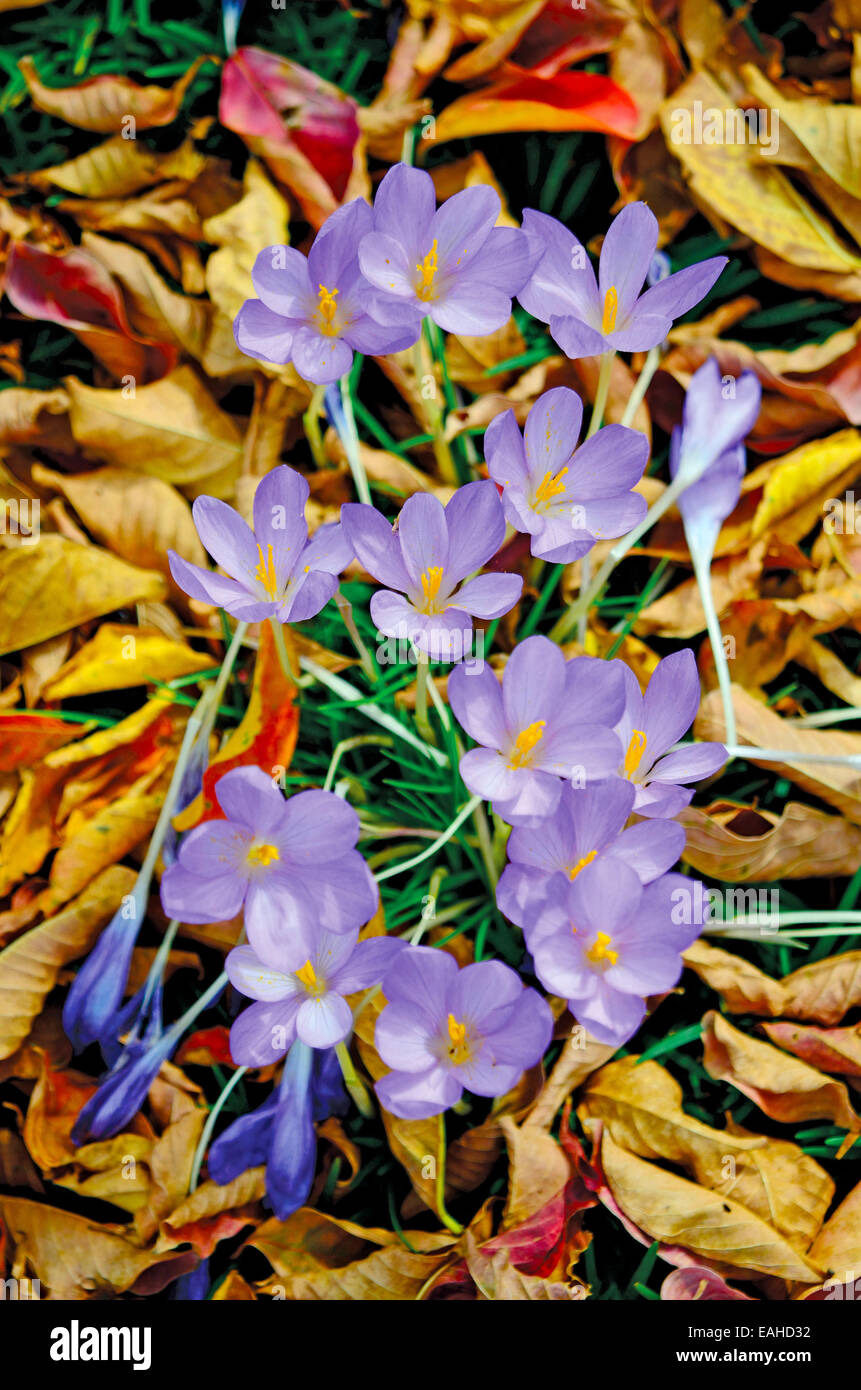 Fall Crocus Blooms: Fall Crocus blooms break through leaves from a ...
