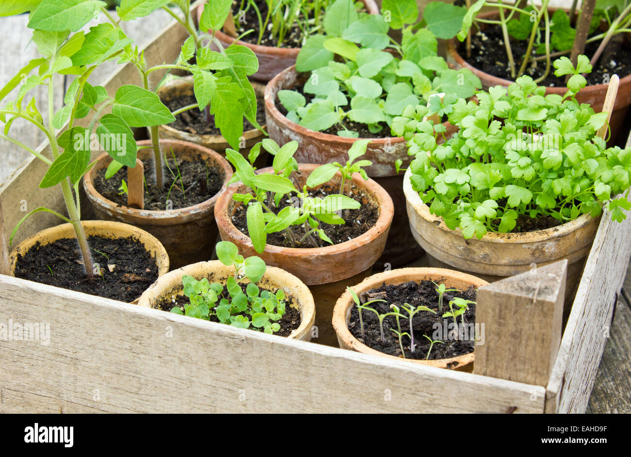 Different plants in flower pots in a wooden box Stock Photo - Alamy