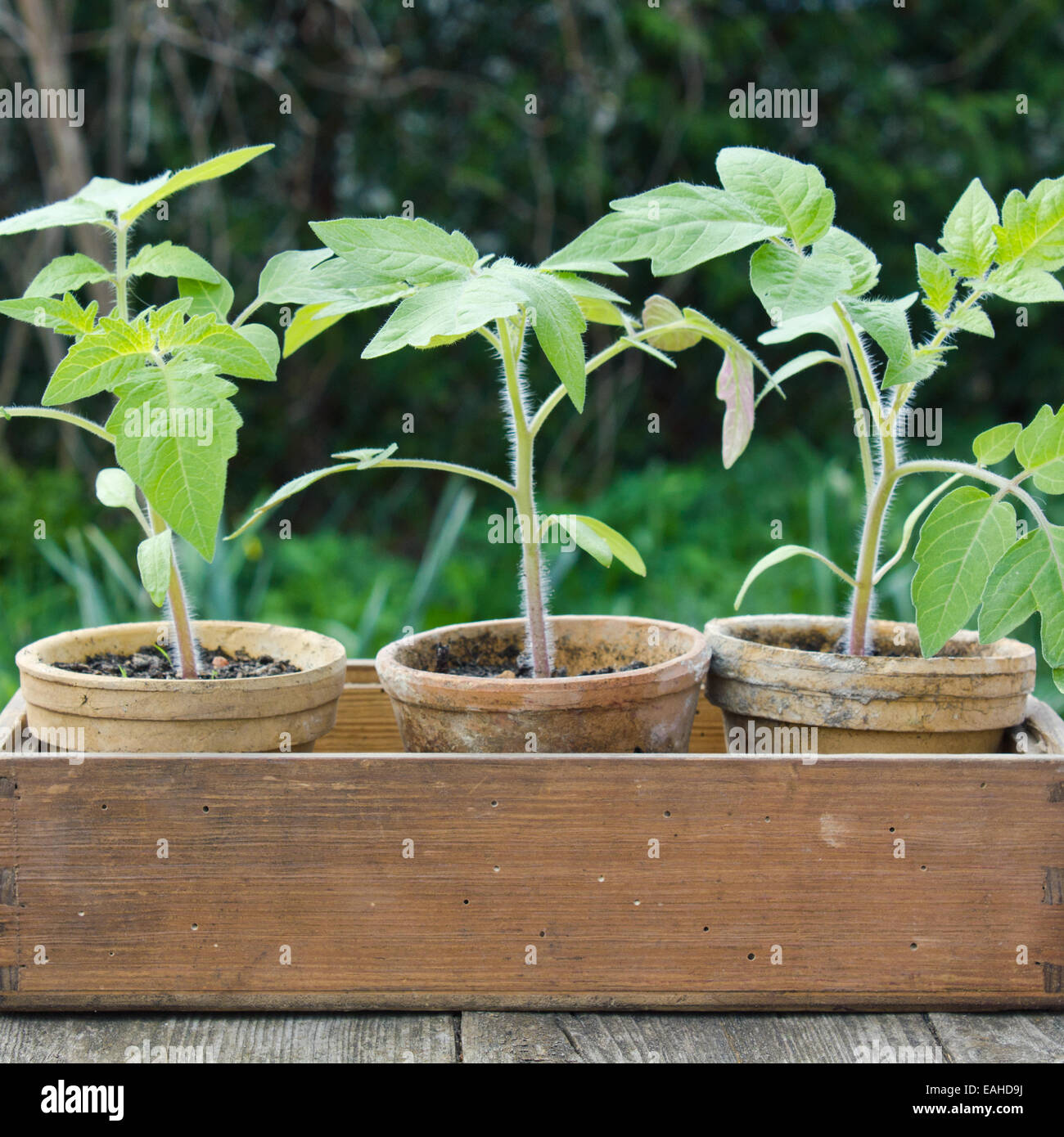 Tomato flower plants pots hi-res stock photography and images - Alamy