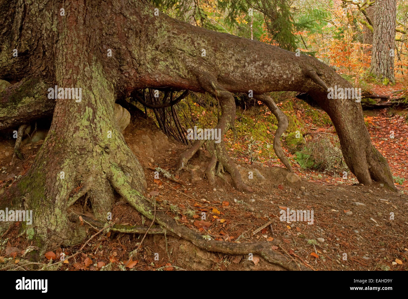Undercut hi-res stock photography and images - Alamy