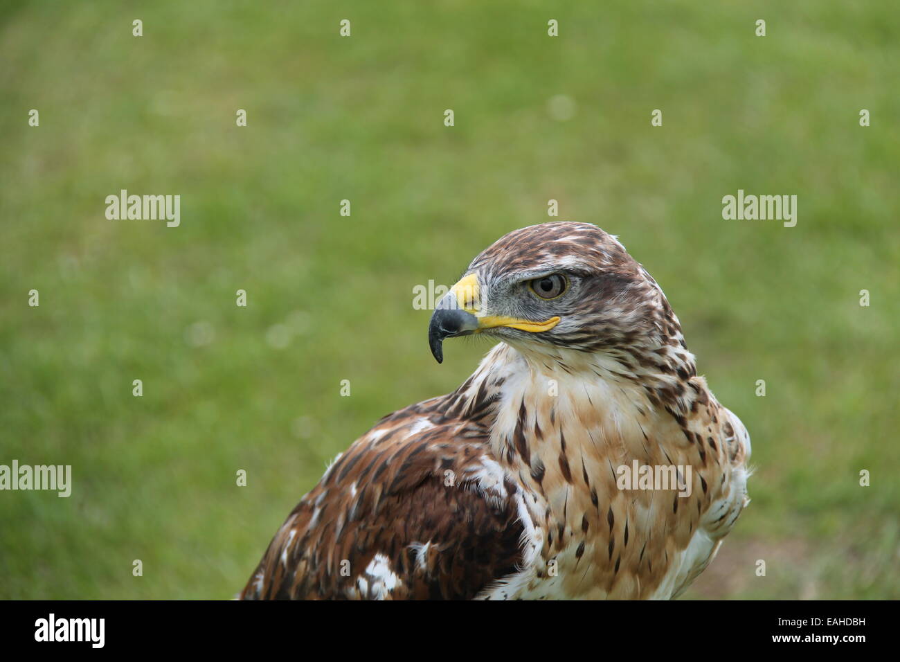 Falcon feathers hi-res stock photography and images - Alamy