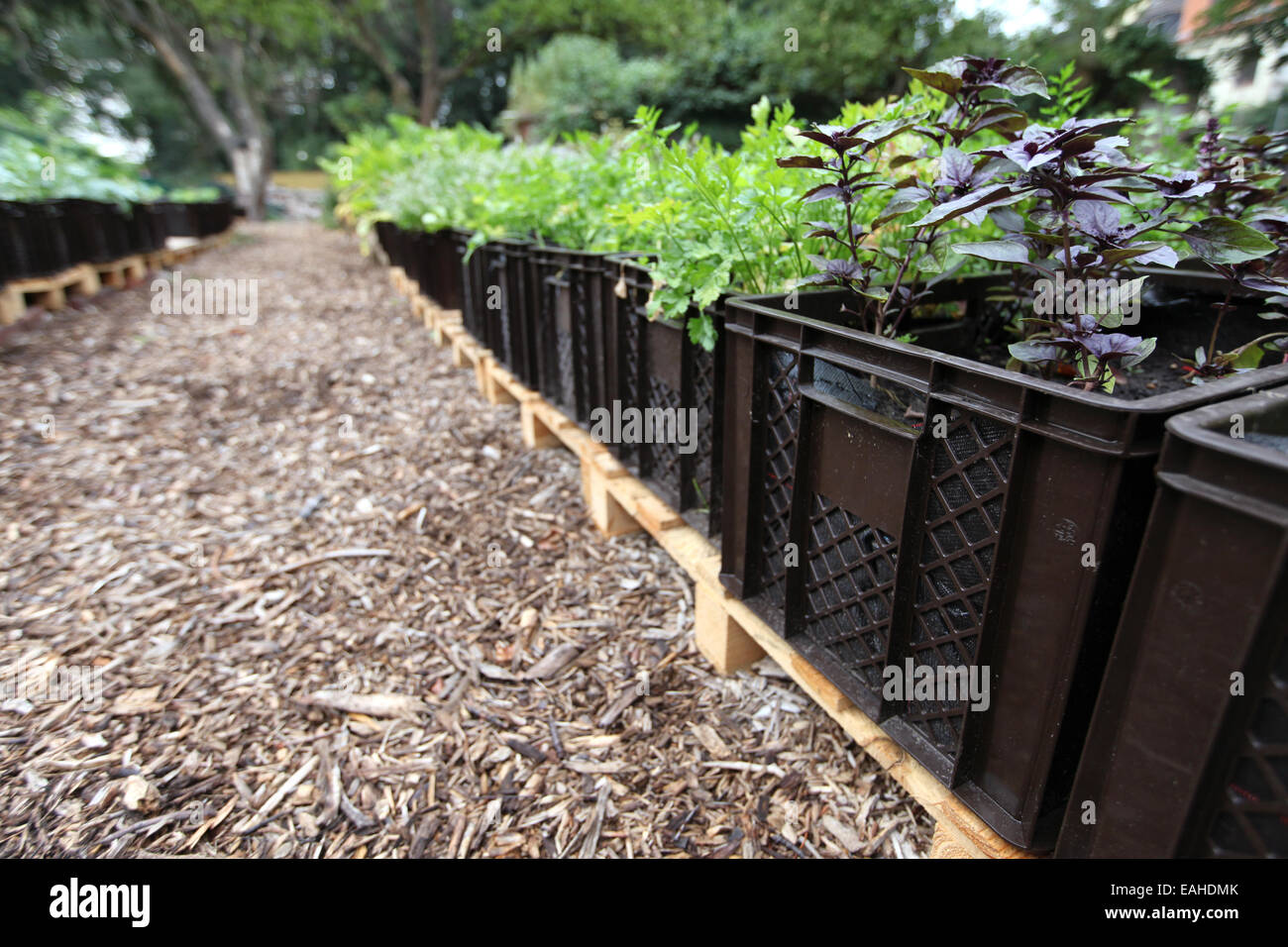 Green and violet basil and other vegetables farmed in plant boxes in an ...