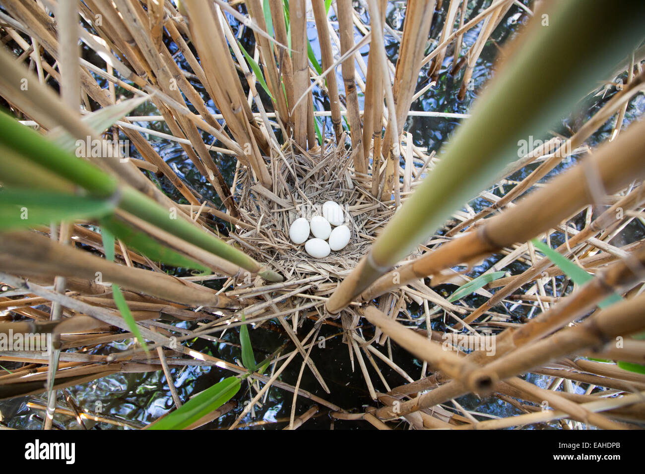 Ixobrychus minutus, Little Bittern. Nest in the nature Stock Photo - Alamy