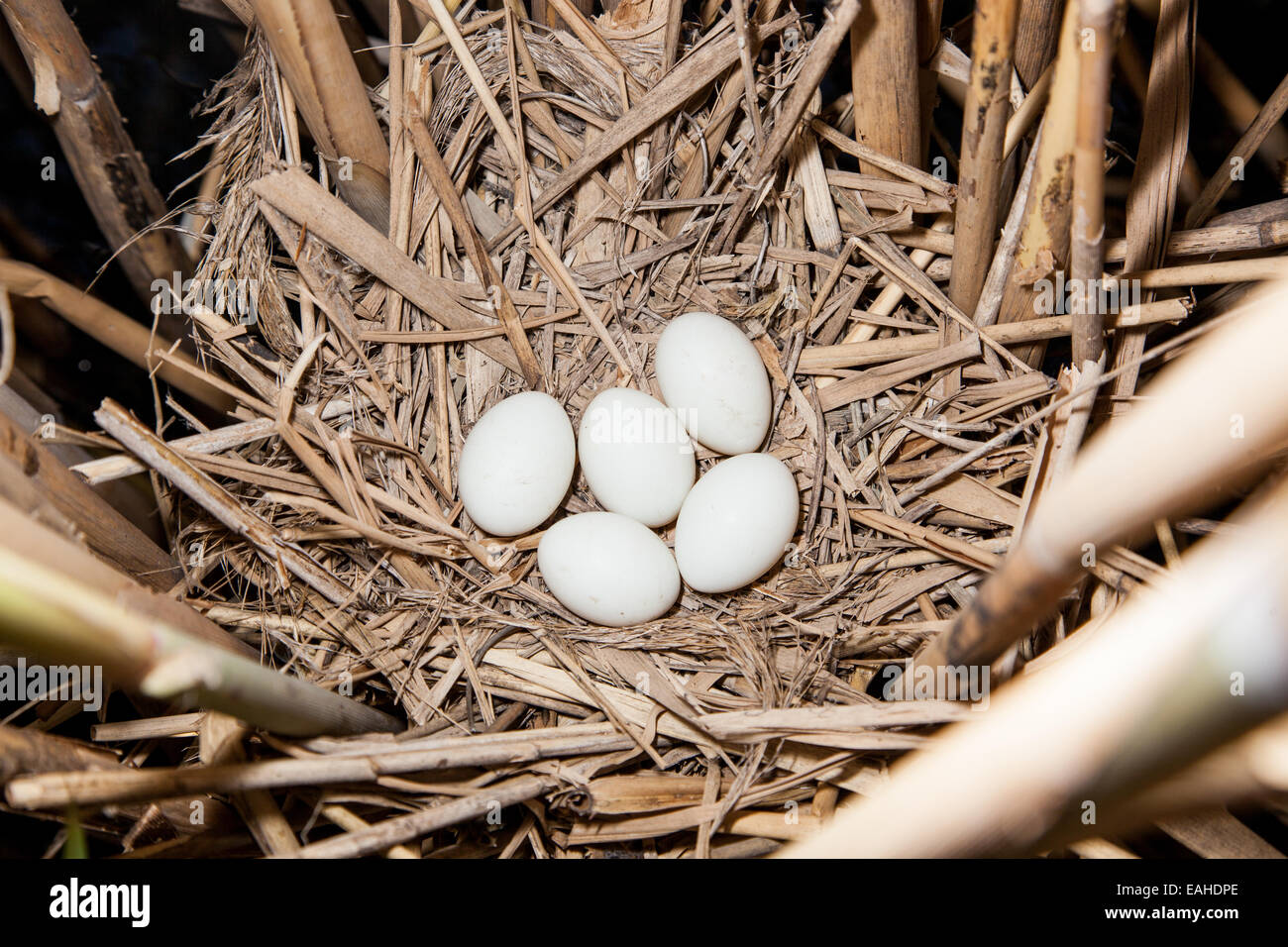 Ixobrychus minutus, Little Bittern. Nest in the nature Stock Photo - Alamy