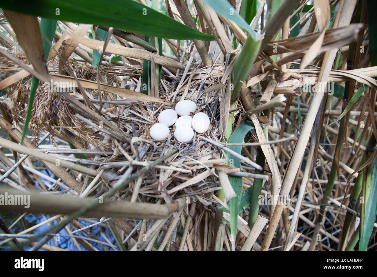 Little bittern eggs hi-res stock photography and images - Alamy