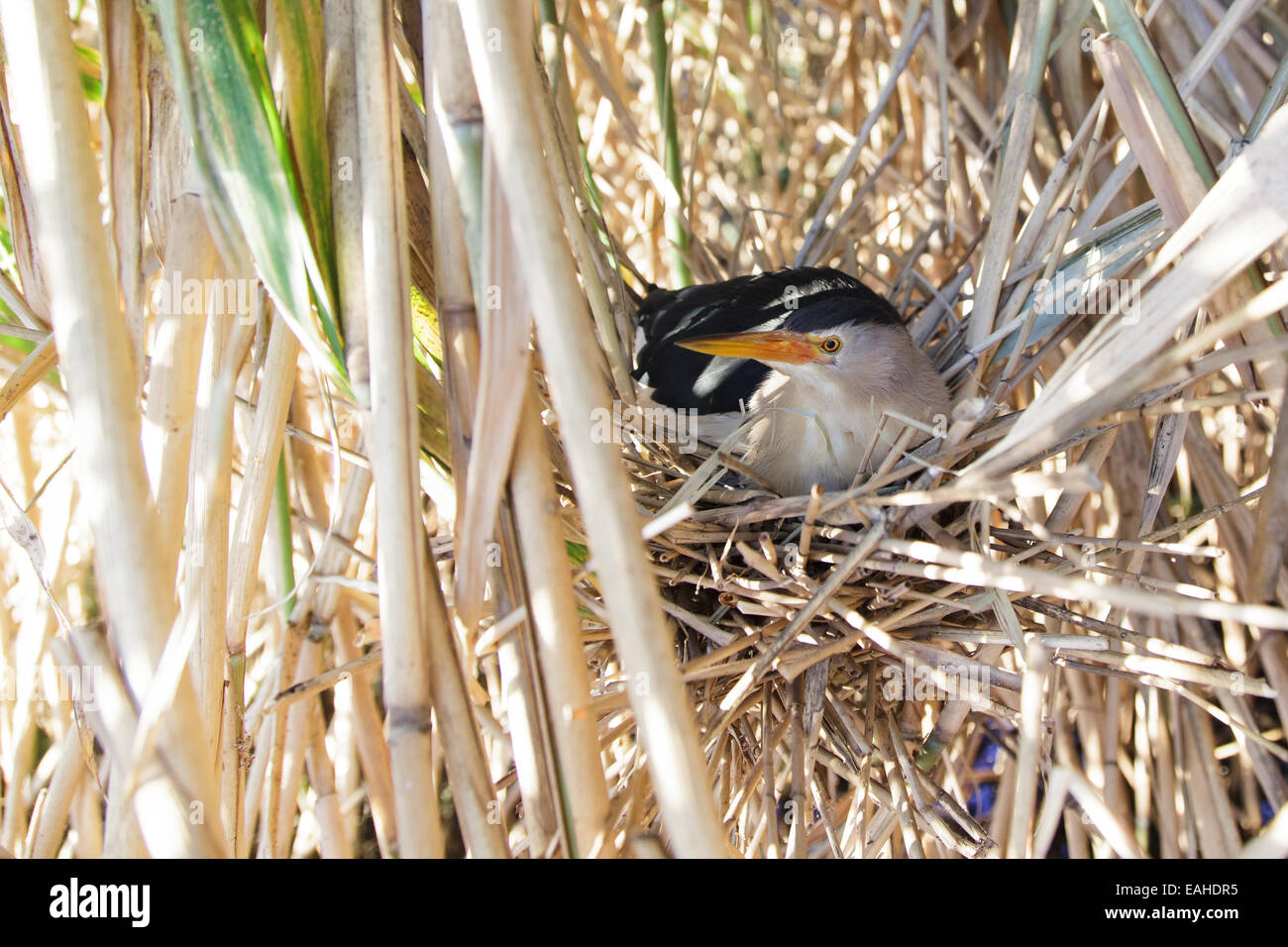 Ixobrychus minutus, Little Bittern. Nest in the nature Stock Photo - Alamy