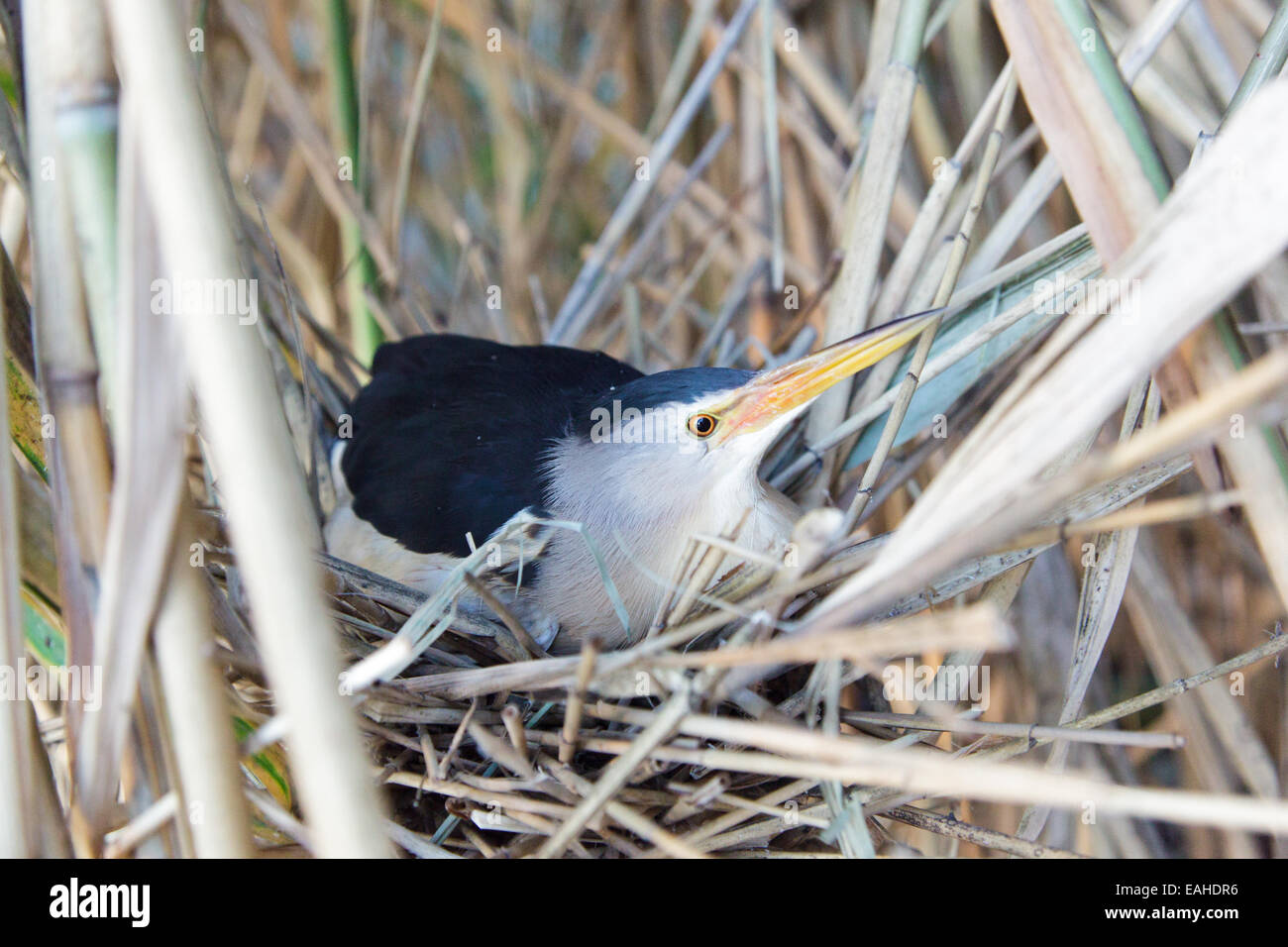 Ixobrychus minutus, Little Bittern. Nest in the nature Stock Photo - Alamy