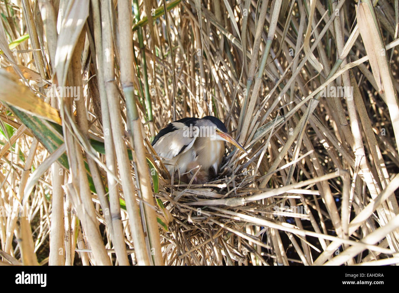 Ixobrychus minutus, Little Bittern. Nest in the nature Stock Photo - Alamy
