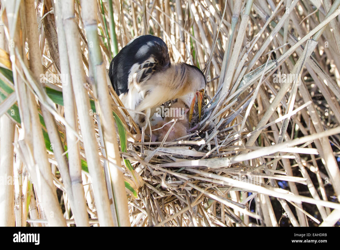 Nestling bird birds bittern hi-res stock photography and images - Alamy