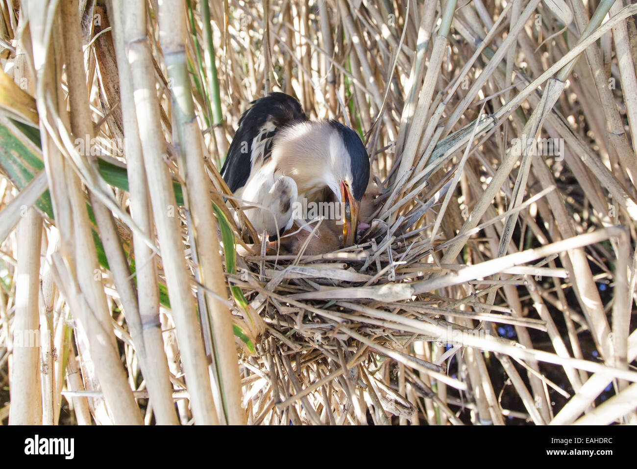 Nestling bird birds bittern hi-res stock photography and images - Alamy