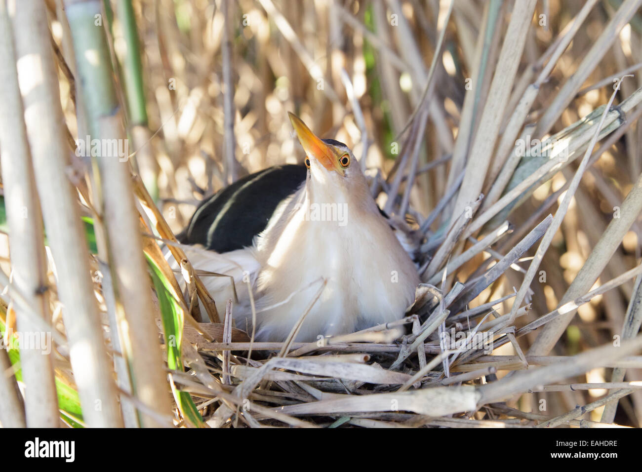 Ixobrychus minutus, Little Bittern. Nest in the nature Stock Photo - Alamy