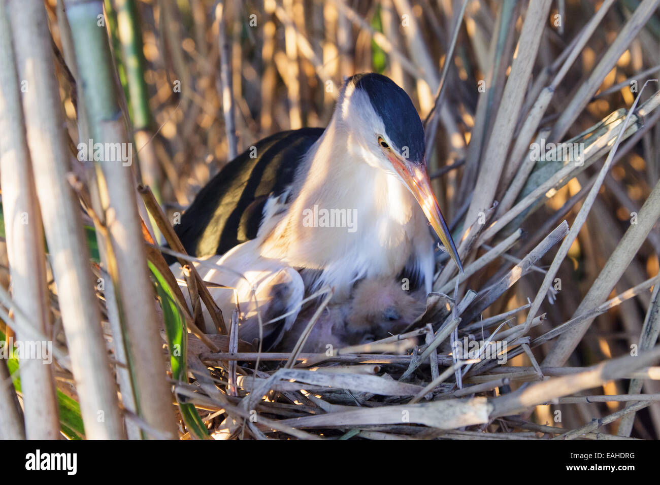 Ixobrychus minutus, Little Bittern. Nest in the nature Stock Photo - Alamy
