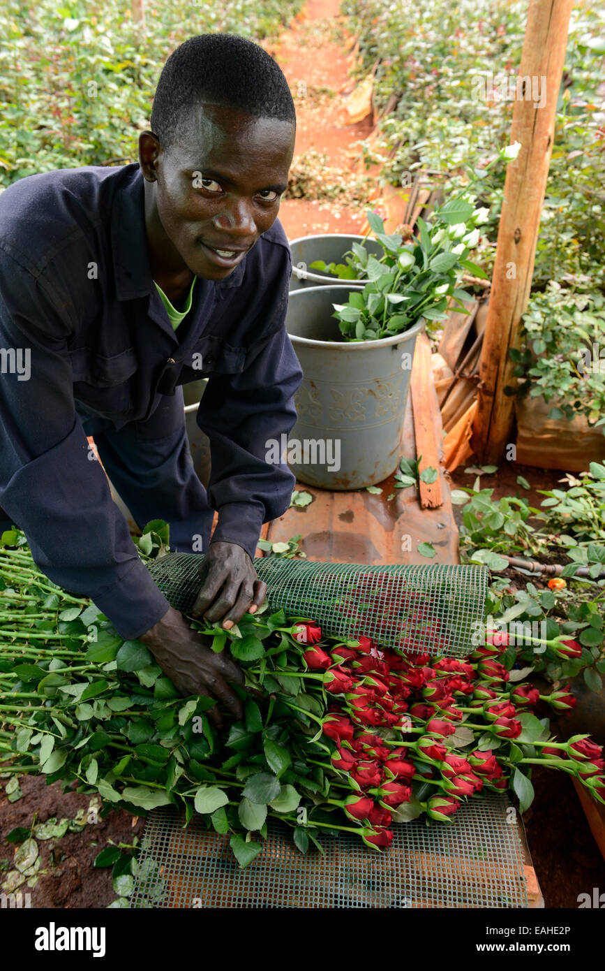 KENYA Thika near Nairobi, Simbi Roses is a fair trade rose flower farm ...