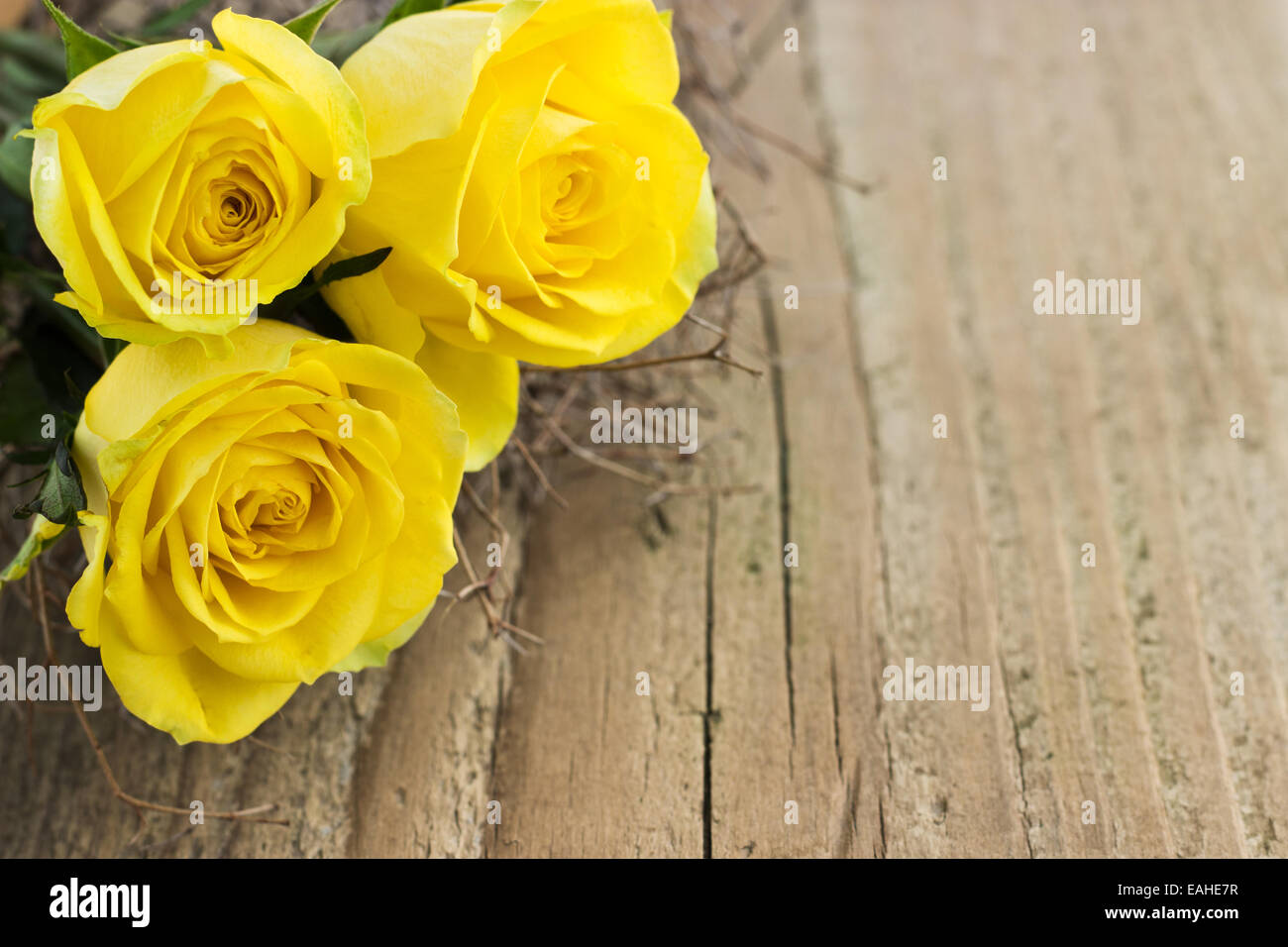 Yellow wood rose hi-res stock photography and images - Alamy