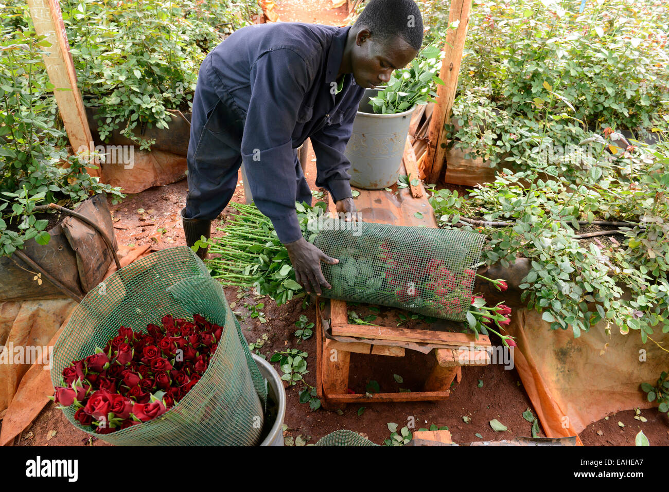 KENYA Thika near Nairobi, Simbi Roses is a fair trade rose flower farm ...
