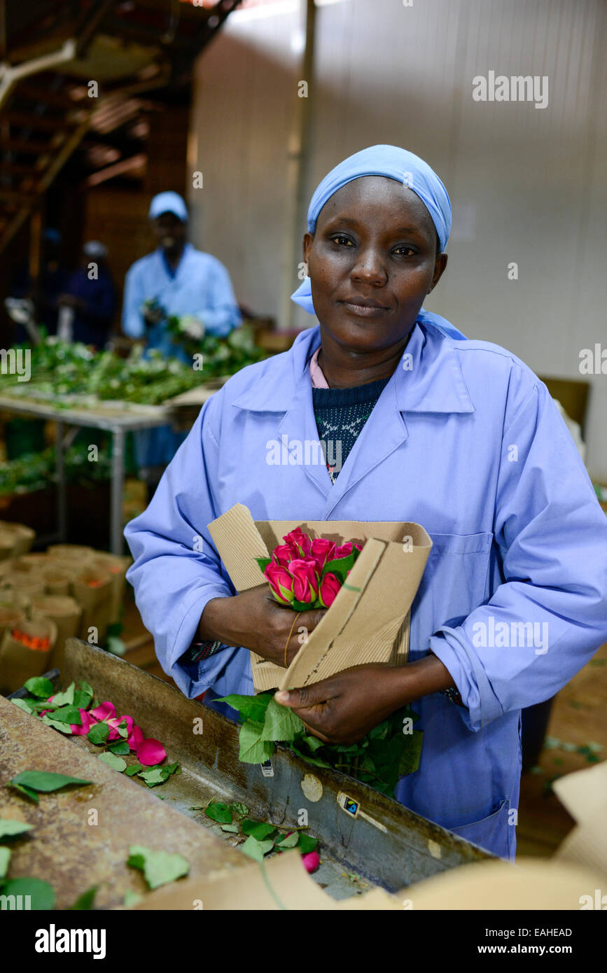 KENYA Thika near Nairobi, Simbi Roses is a fair trade rose flower farm ...