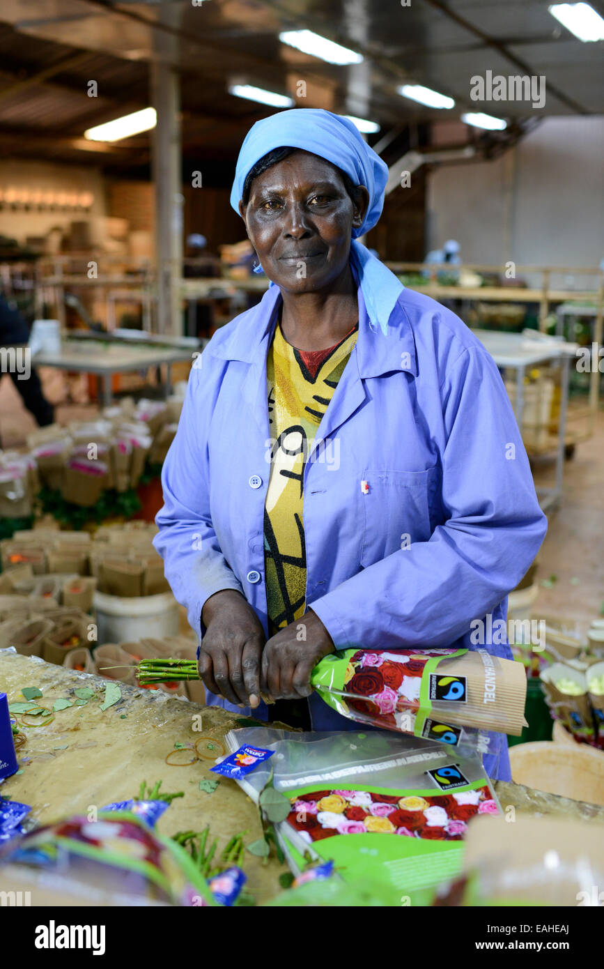 KENYA Thika near Nairobi, Simbi Roses is a fair trade rose flower farm ...