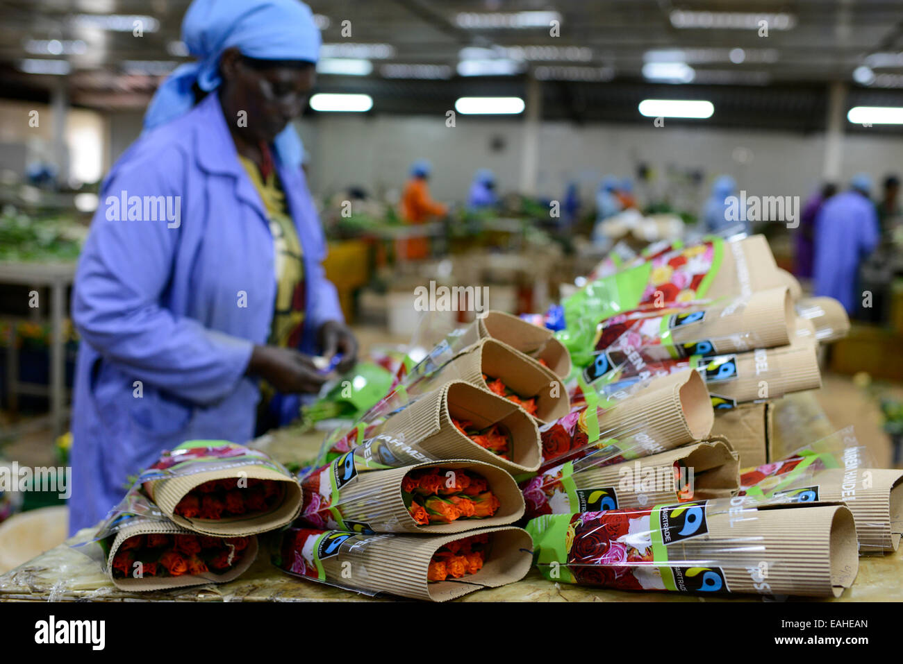 KENYA Thika near Nairobi, Simbi Roses is a fair trade rose flower farm ...