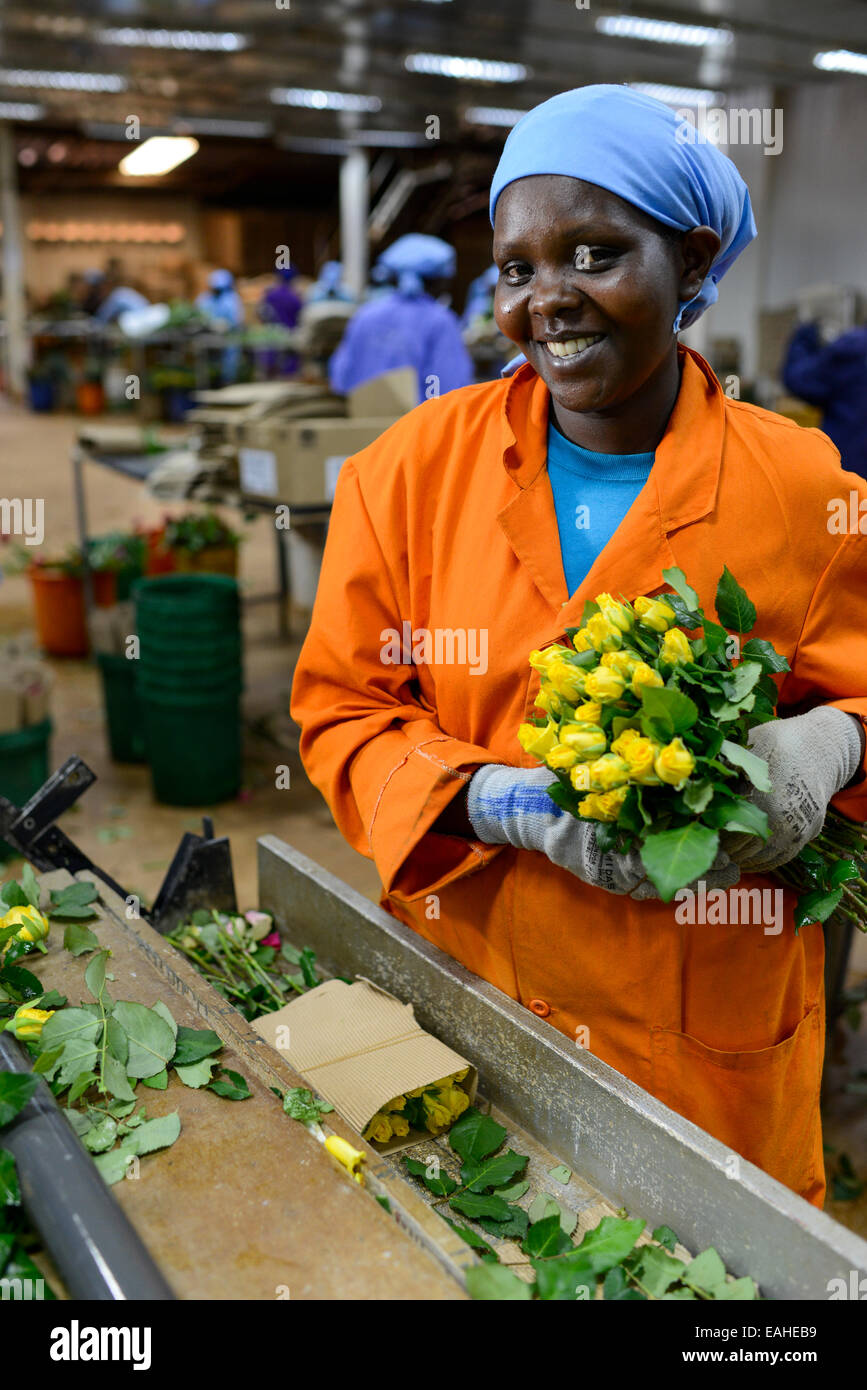 KENYA Thika near Nairobi, Simbi Roses is a fair trade rose flower farm ...
