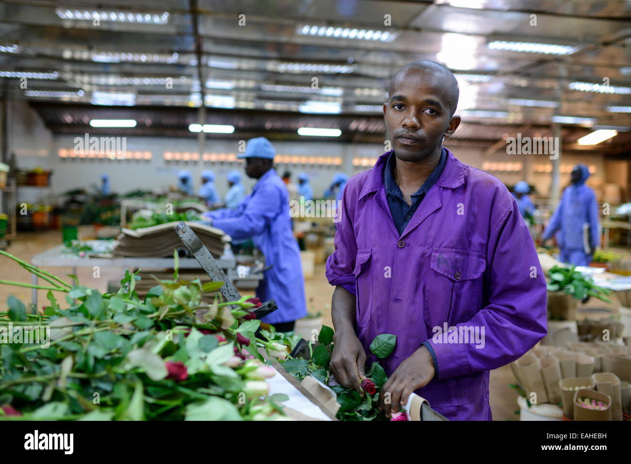 Kenya flowers farm hi-res stock photography and images - Alamy