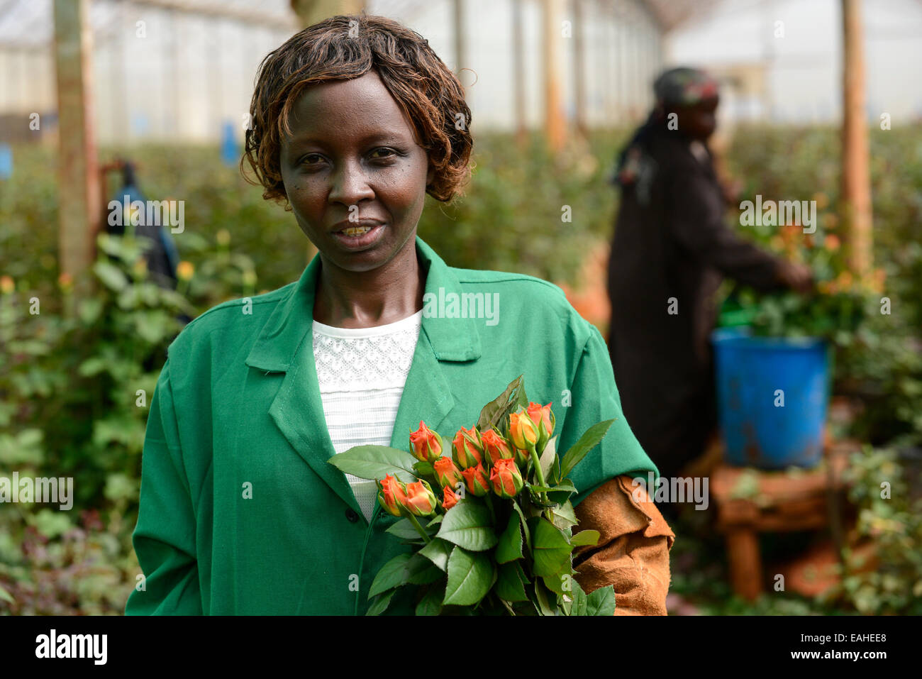 Rose farm kenya hi-res stock photography and images - Alamy