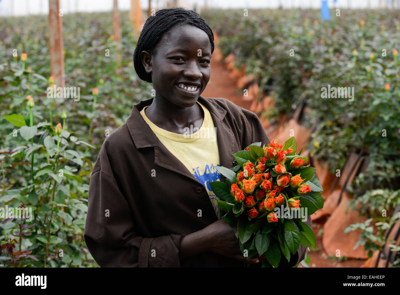 KENYA Thika near Nairobi, Simbi Roses is a fair trade rose flower farm ...