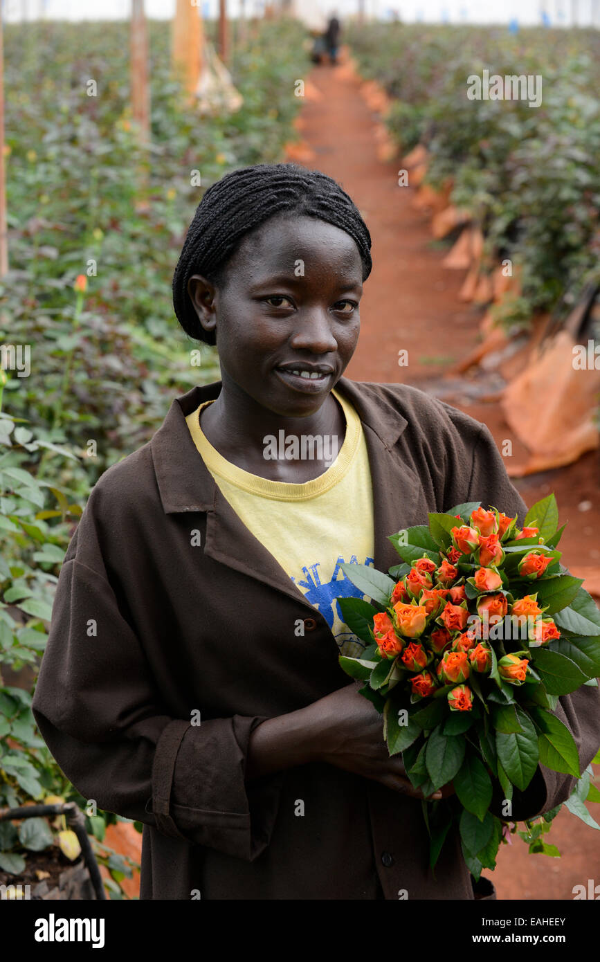 KENYA Thika near Nairobi, Simbi Roses is a fair trade rose flower farm ...