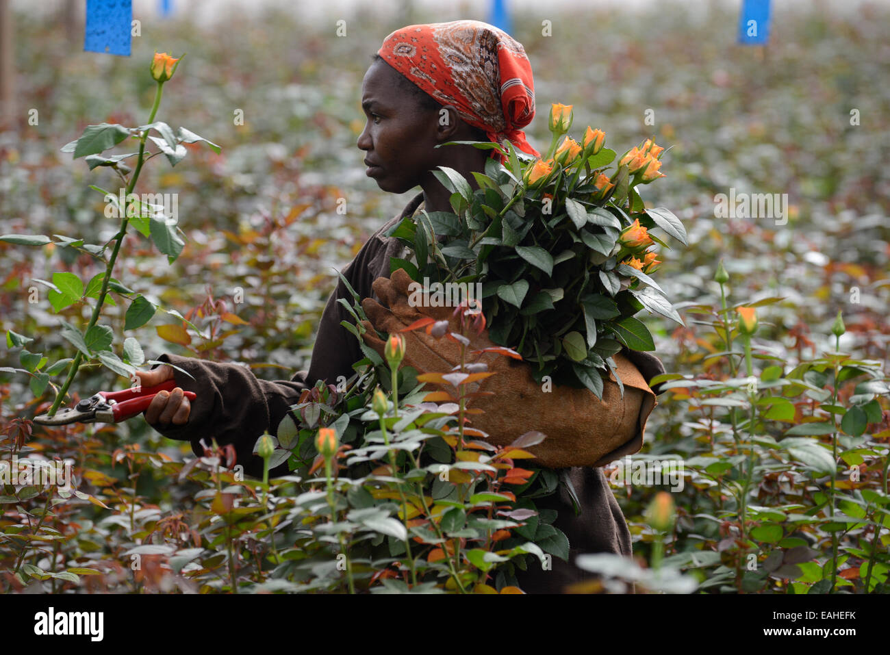KENYA Thika near Nairobi, Simbi Roses is a fair trade rose flower farm ...