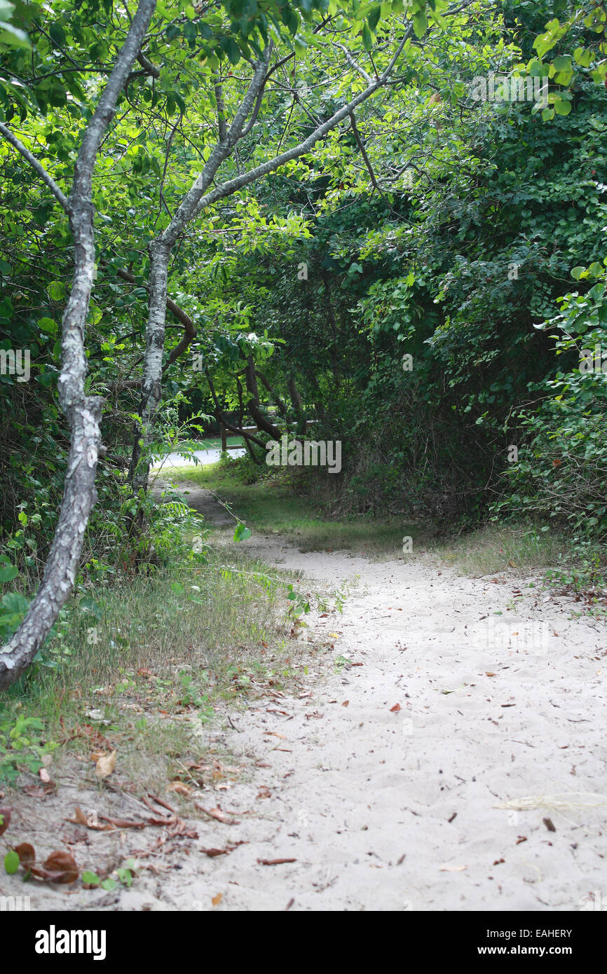 Sandy Beach Trail Near Wooded Shoreline of Gardiners Bay Atlantic Ocean ...