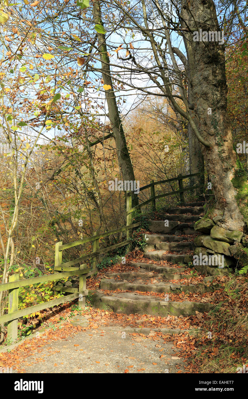 Stone steps in Strid Woods in Wharfedate at Bolton Abbey, Skipton ...